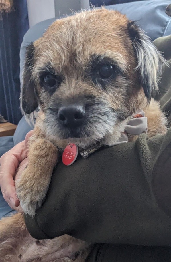 Queenie – Homeless Hounds