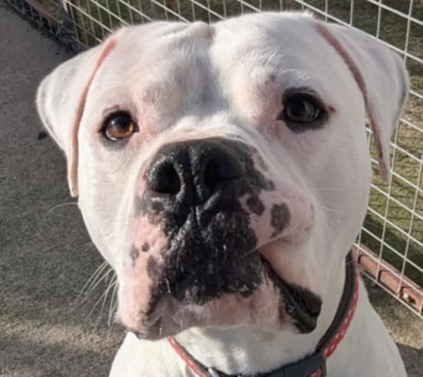 Adopt a dog – Homeless Hounds