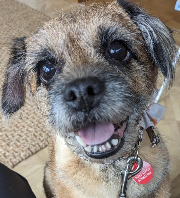 Queenie – Homeless Hounds