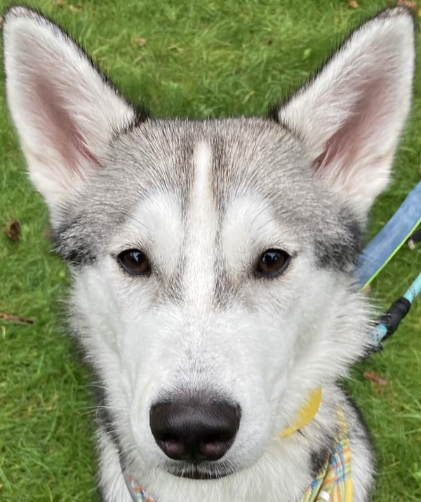 Adopt a dog – Homeless Hounds