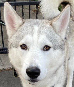 Adopt a dog – Homeless Hounds