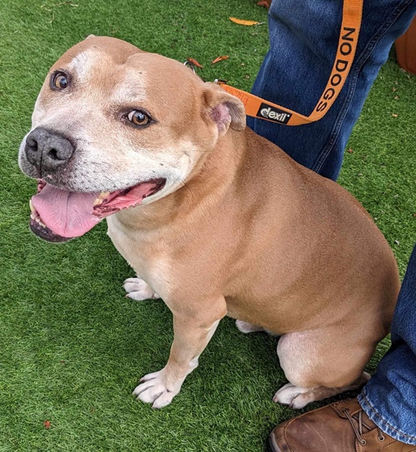 Stan – Homeless Hounds