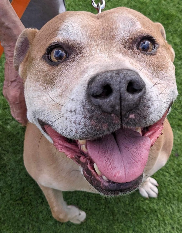 Stan – Homeless Hounds