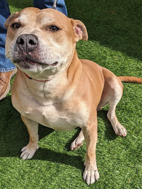 Stan – Homeless Hounds