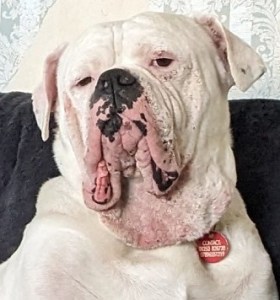 Adopt a dog – Homeless Hounds