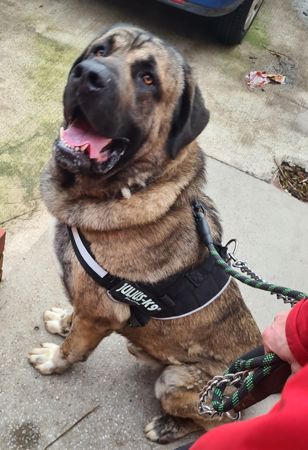 Butch – Homeless Hounds