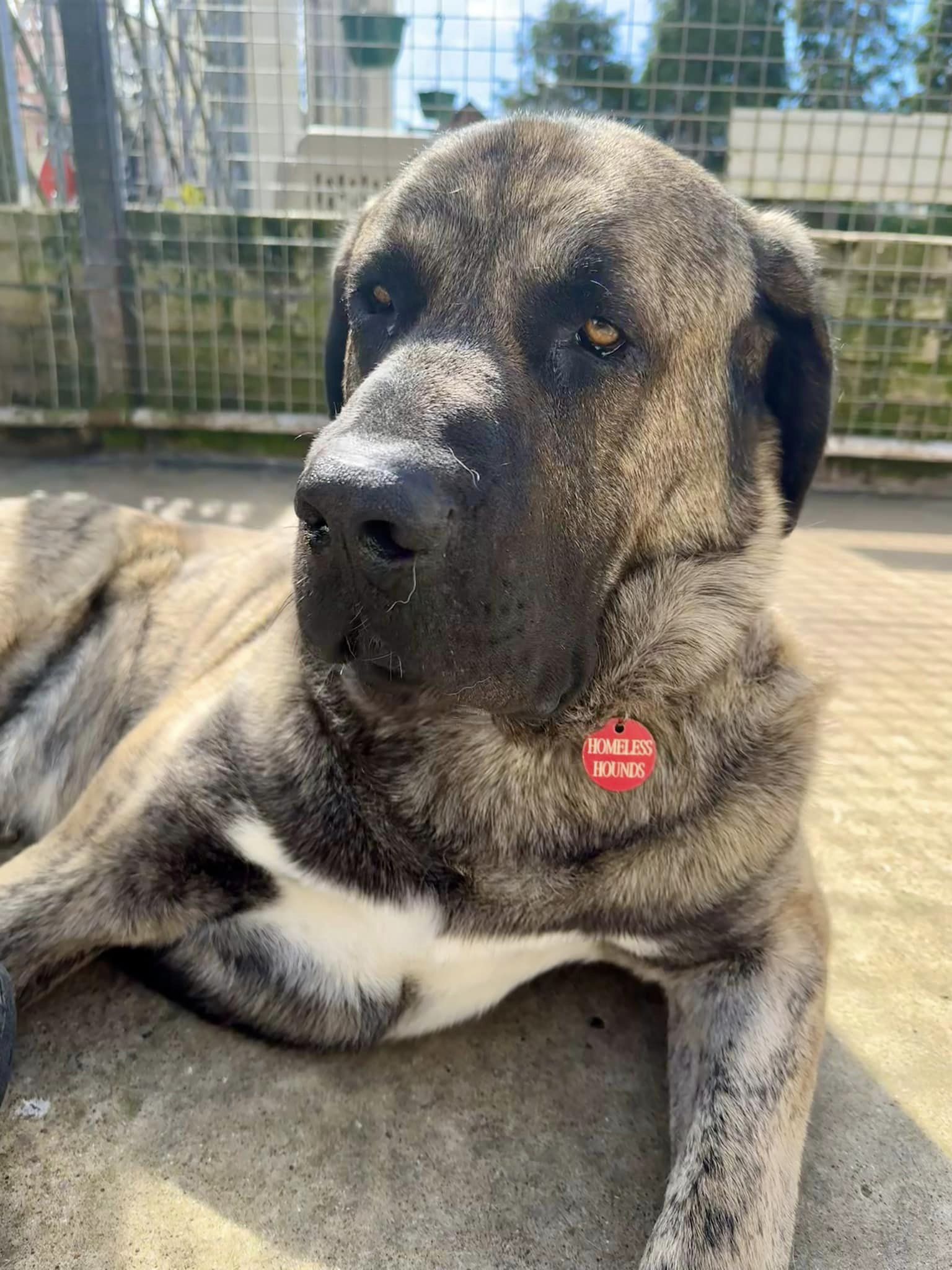 Butch – Homeless Hounds