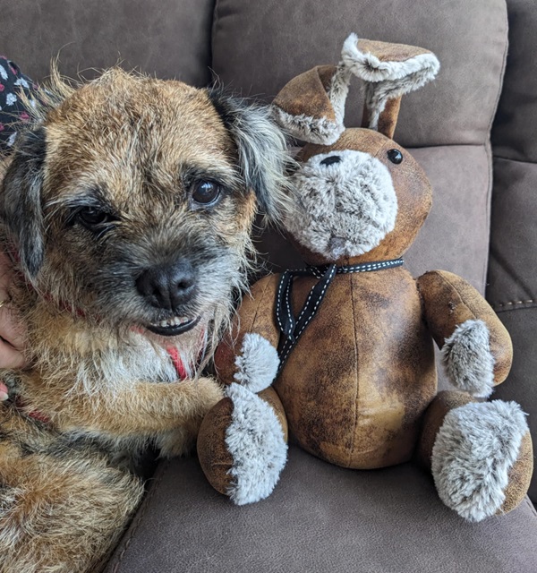 Queenie – Homeless Hounds
