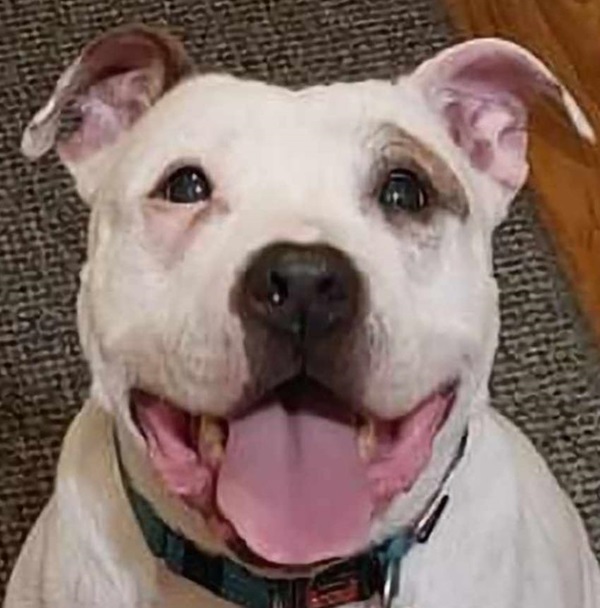 Diesel – Homeless Hounds