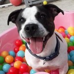 About us – Homeless Hounds