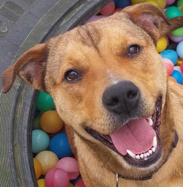 Adopt a dog – Homeless Hounds