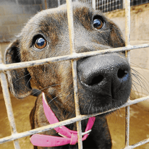 About us – Homeless Hounds