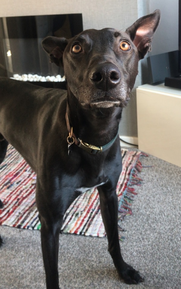 turbo – Homeless Hounds