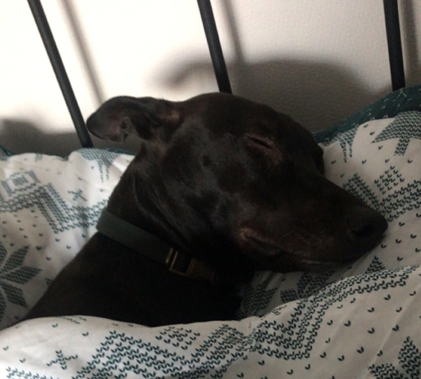 turbo – Homeless Hounds