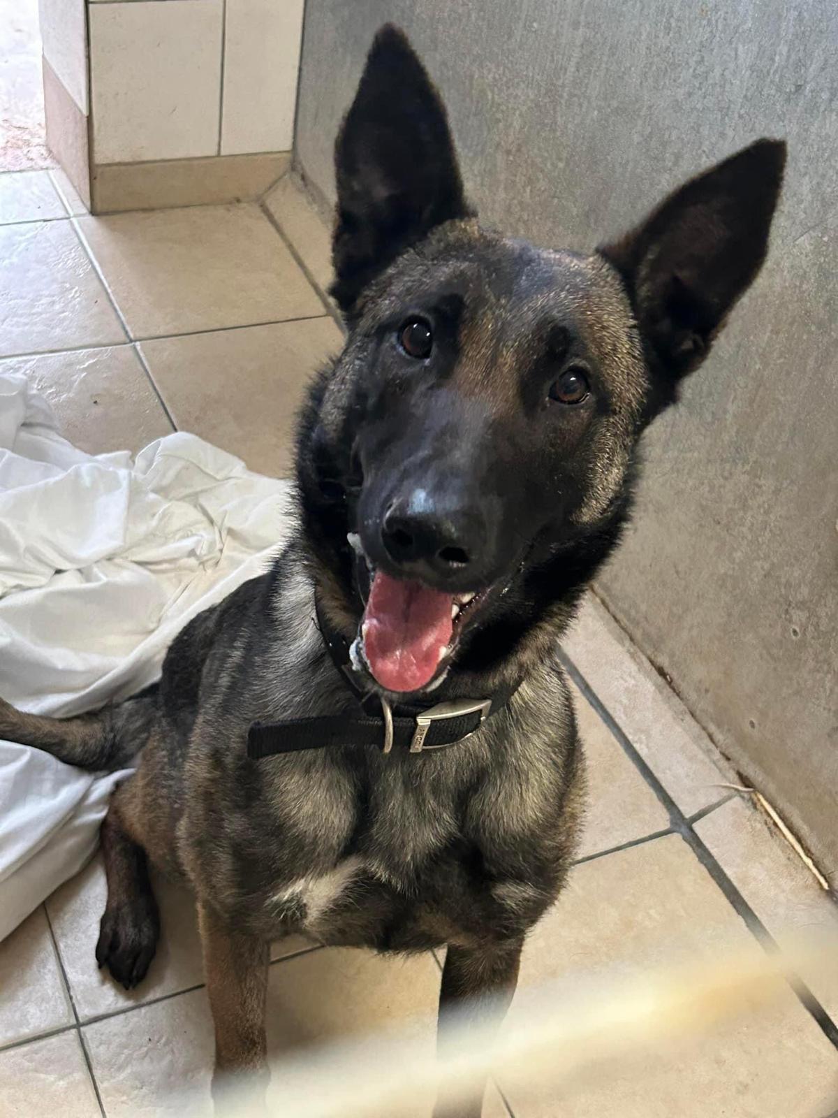 Lara – Homeless Hounds