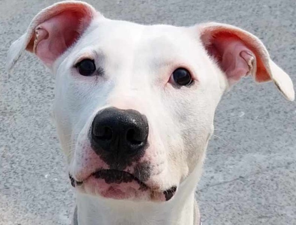 Adopt a dog – Homeless Hounds