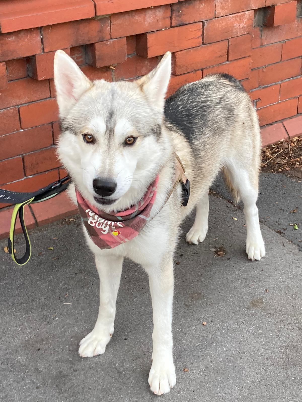 Mercy – Homeless Hounds