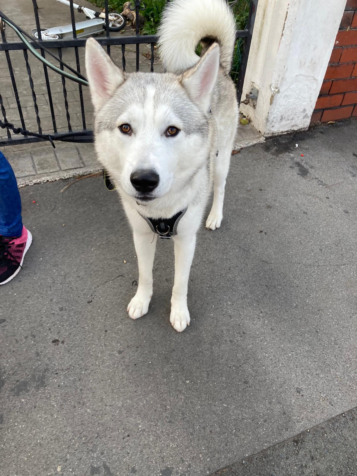 Philip – Homeless Hounds