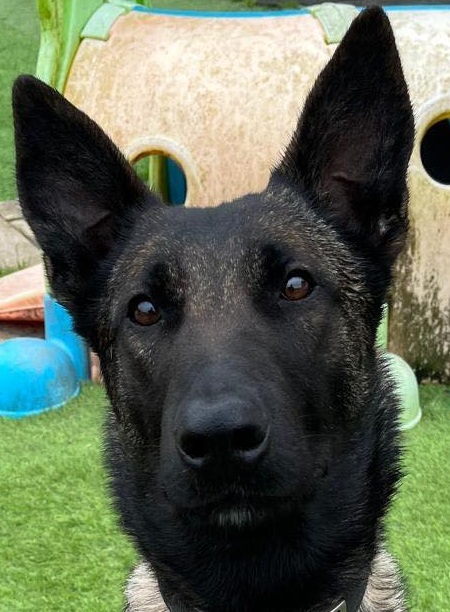 Lara – Homeless Hounds