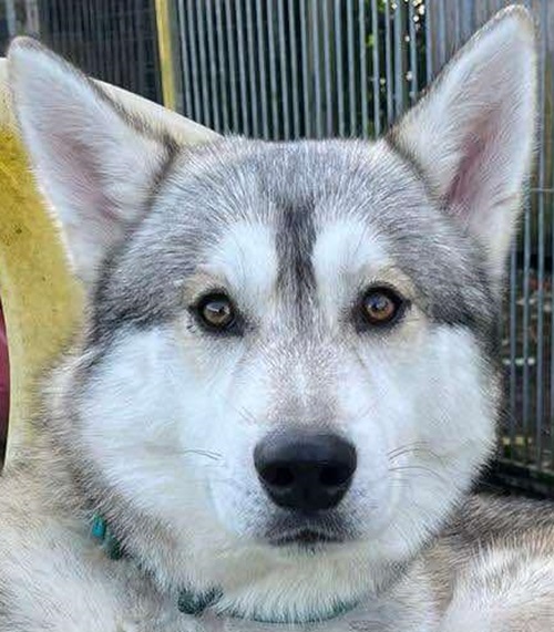 Adopt a dog – Homeless Hounds