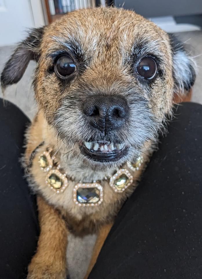 Adopt a dog – Homeless Hounds