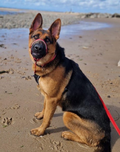 Red – Homeless Hounds