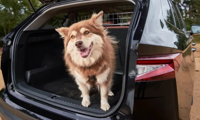 transport the dogs – Homeless Hounds