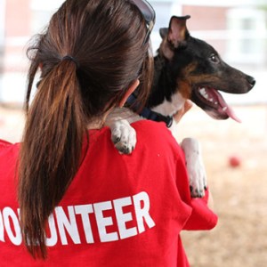 Homeless Hounds – Help us to help them