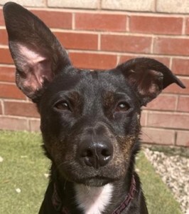 Adopt a dog – Homeless Hounds