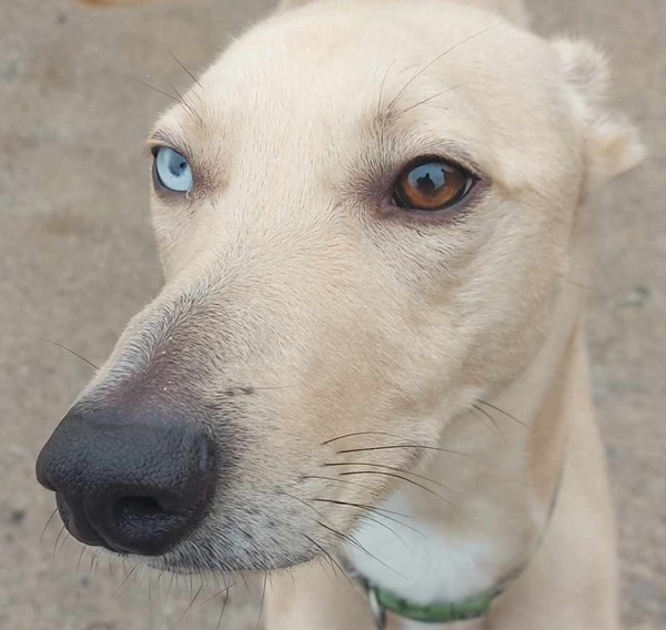 Adopt a dog – Homeless Hounds