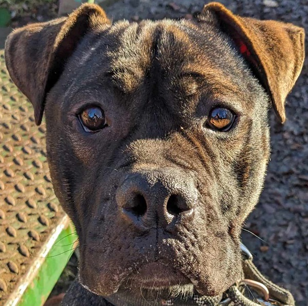 Adopt a dog – Homeless Hounds