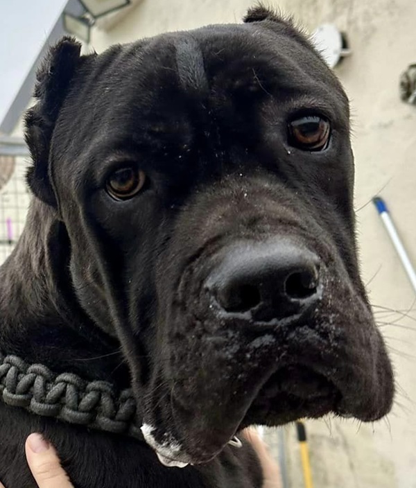 Adopt a dog – Homeless Hounds