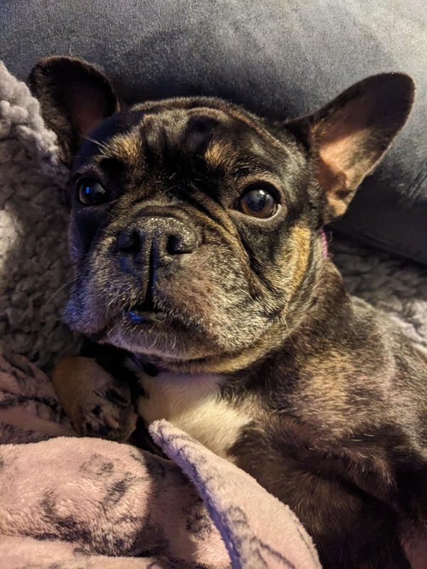 Adopt a dog – Homeless Hounds