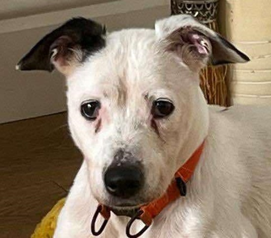 Adopt a dog – Homeless Hounds