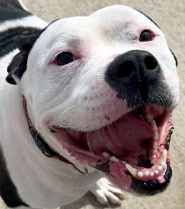 Adopt a dog – Homeless Hounds