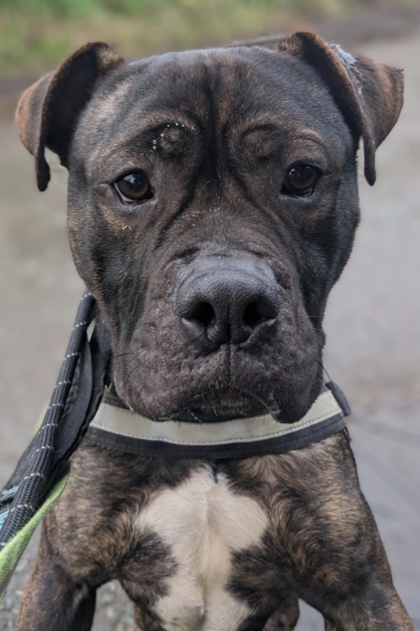 Adopt a dog – Homeless Hounds