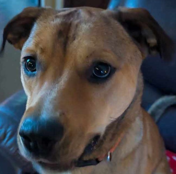 Adopt a dog – Homeless Hounds