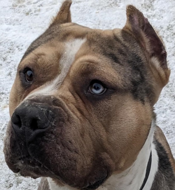 Adopt a dog – Homeless Hounds