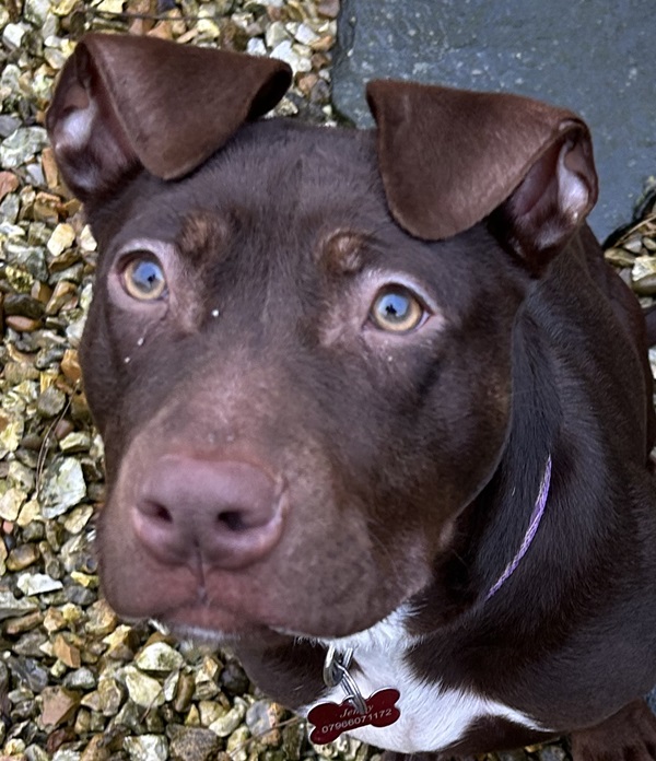 Adopt a dog – Homeless Hounds