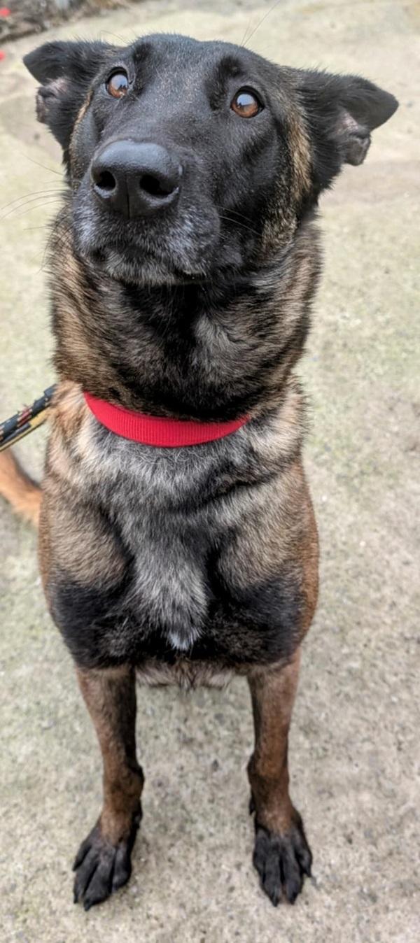 Heidi – Homeless Hounds