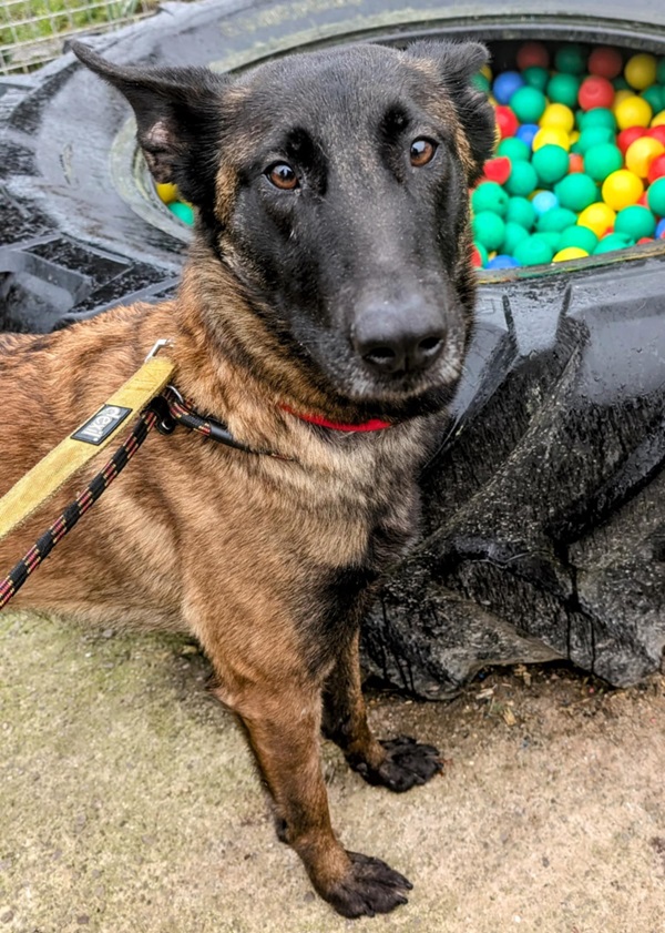 Heidi – Homeless Hounds