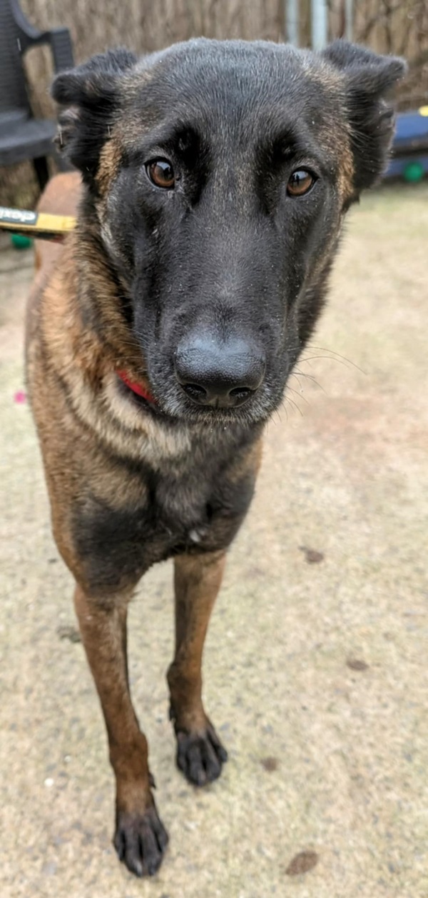 Heidi – Homeless Hounds