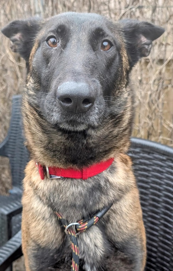 Heidi – Homeless Hounds