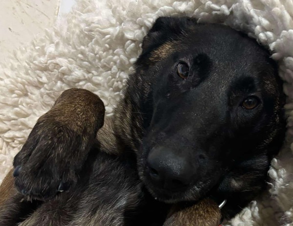 Adopt a dog – Homeless Hounds