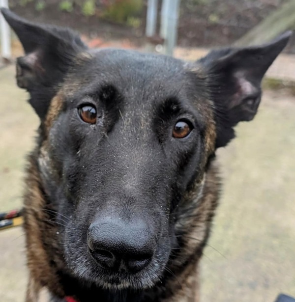 Adopt a dog – Homeless Hounds