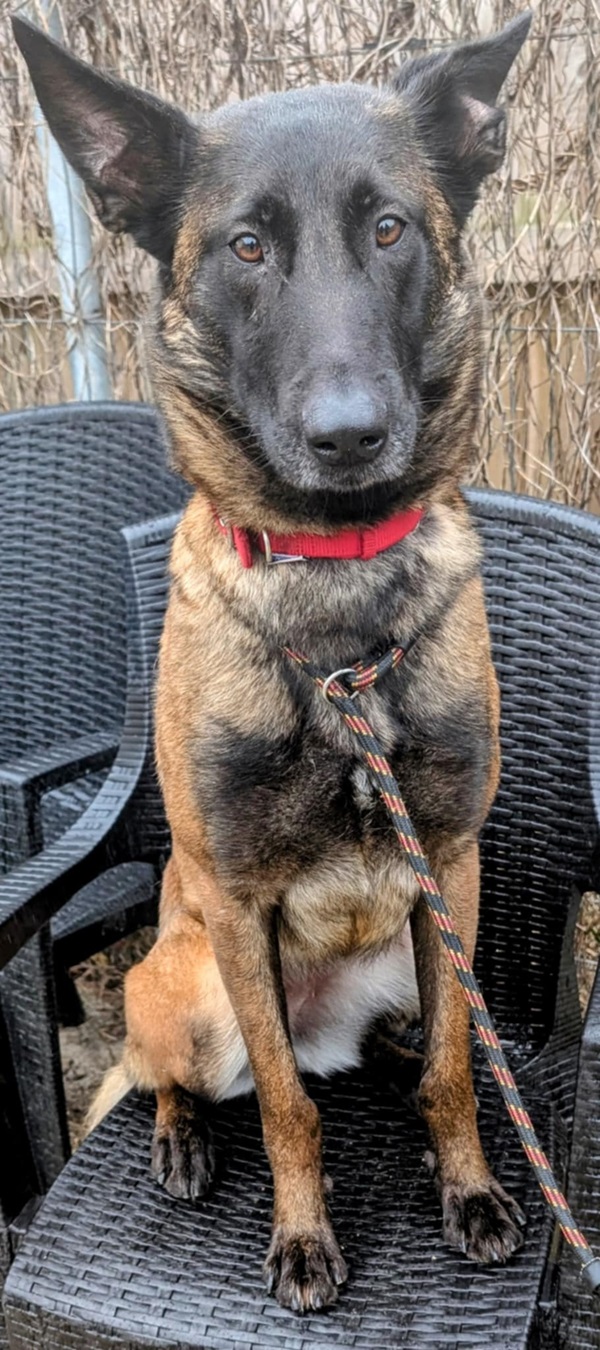 Heidi – Homeless Hounds