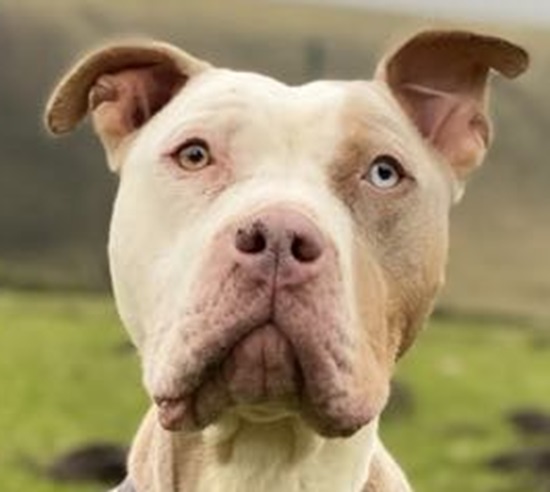 Adopt a dog – Homeless Hounds