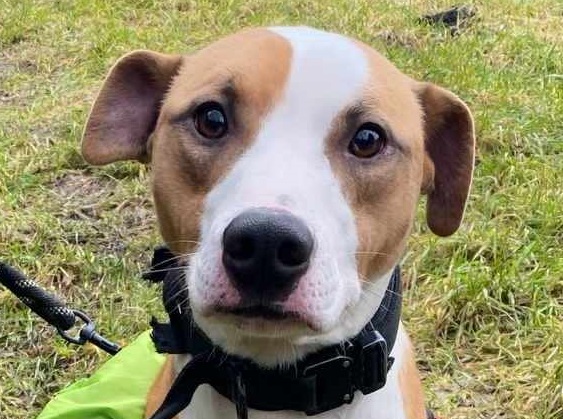 Adopt a dog – Homeless Hounds