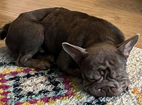Buddy – Homeless Hounds