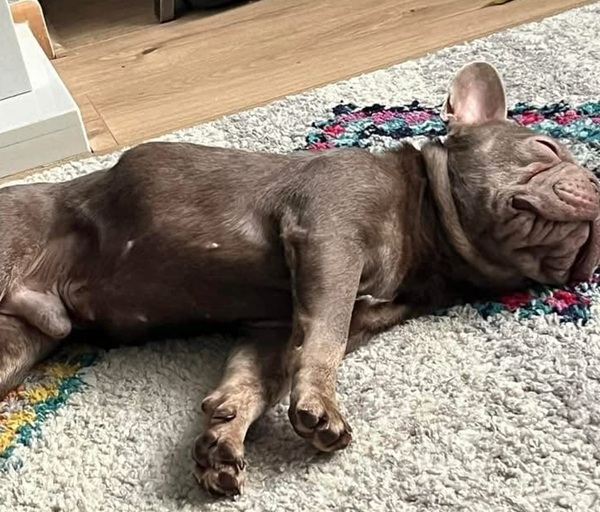 Buddy – Homeless Hounds
